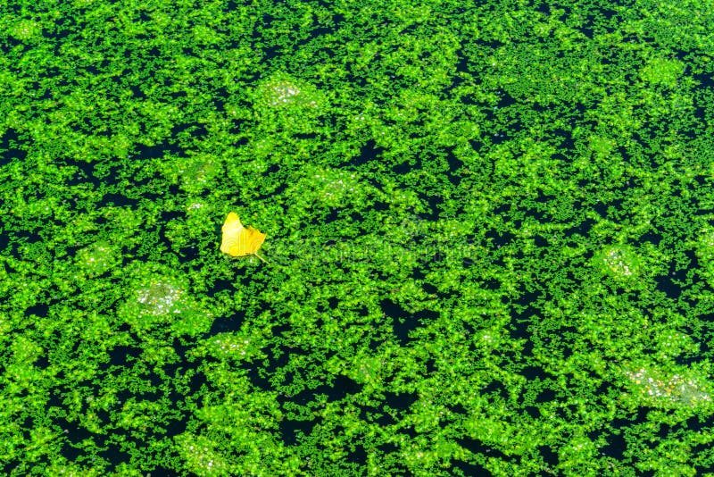 A Continuous Layer of Floating Algae Lemna and Wolffia on the Surface ...