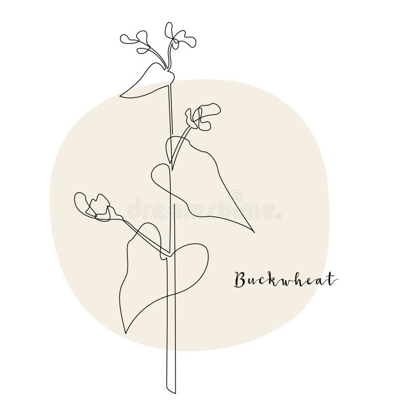 Continuous Line Buckwheat, Grain Crop. Vector Line Art. Perfect for ...