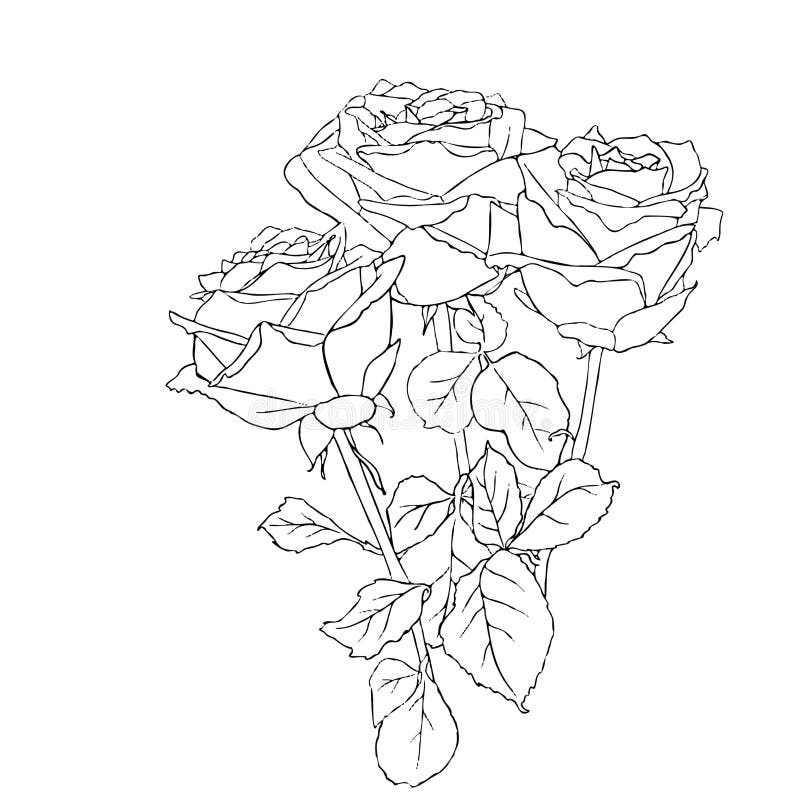 Continuous Line Drawing. Line Art Bouquet of Roses Stock Vector ...
