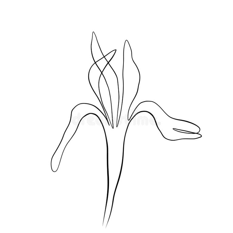 Iris Line Drawing Stock Illustrations – 2,988 Iris Line Drawing Stock ...