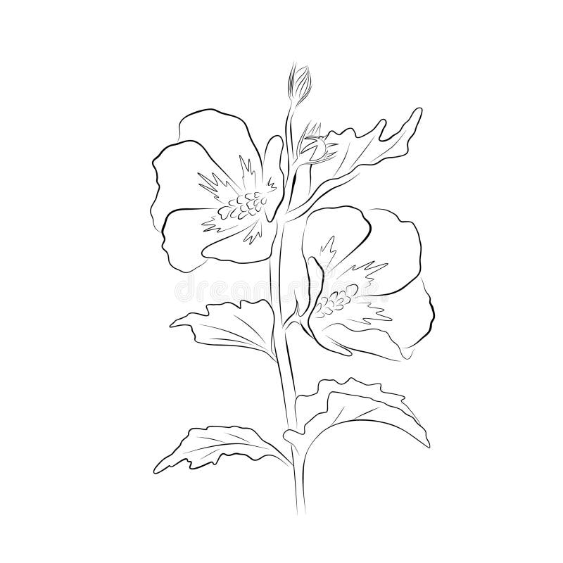 Continuous Line Drawing. Line Art Mallow Vector Minimalistic Stock ...