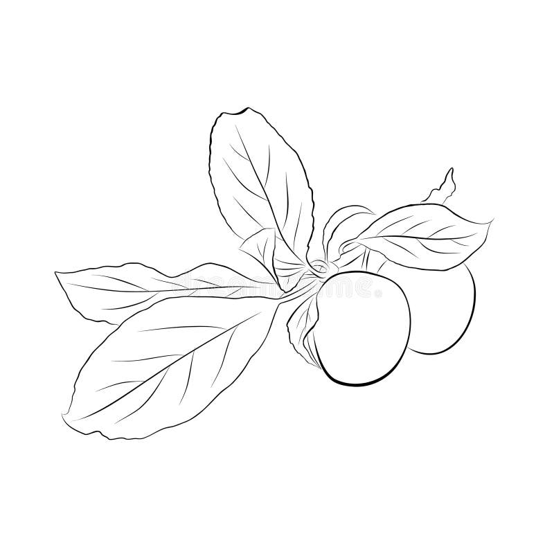 Continuous Line Drawing. Line Art Plums with Leaves Vector Stock Vector ...