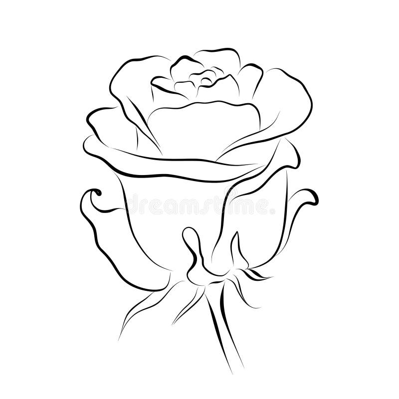 Continuous Line Drawing. Line Art Rose Vector Stock Vector ...