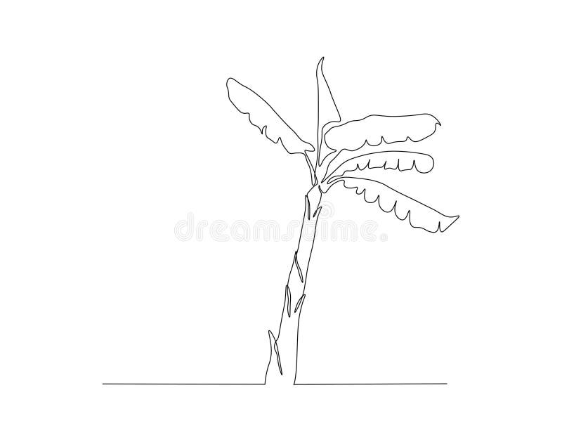 Continuous Line Drawing of Banana Tree. One Line of Banana Plant ...