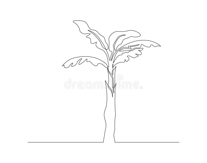 Continuous Line Drawing of Banana Tree. One Line of Banana Plant ...