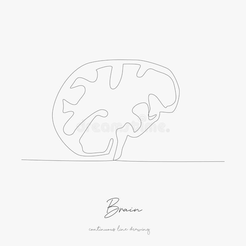 Continuous Line Brain Stock Illustrations – 694 Continuous Line Brain ...