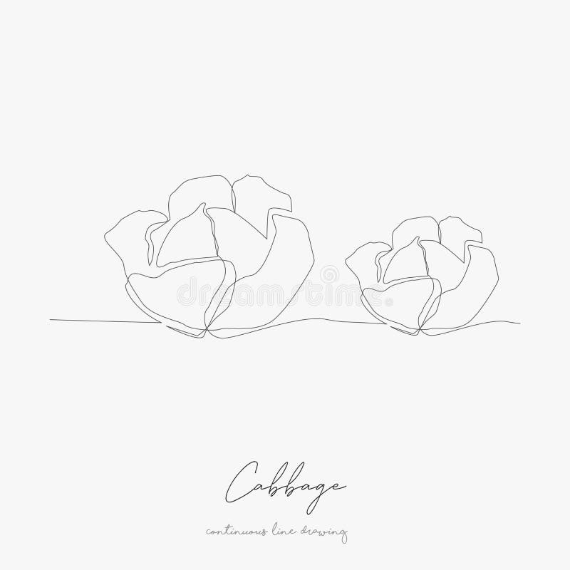 Continuous Line Drawing. Cabbage. Simple Vector Illustration. Cabbage ...