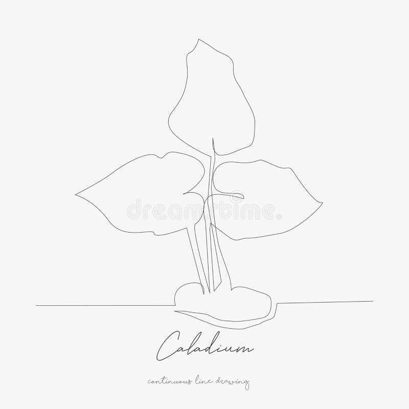 Caladium Vector Stock Illustrations – 304 Caladium Vector Stock ...