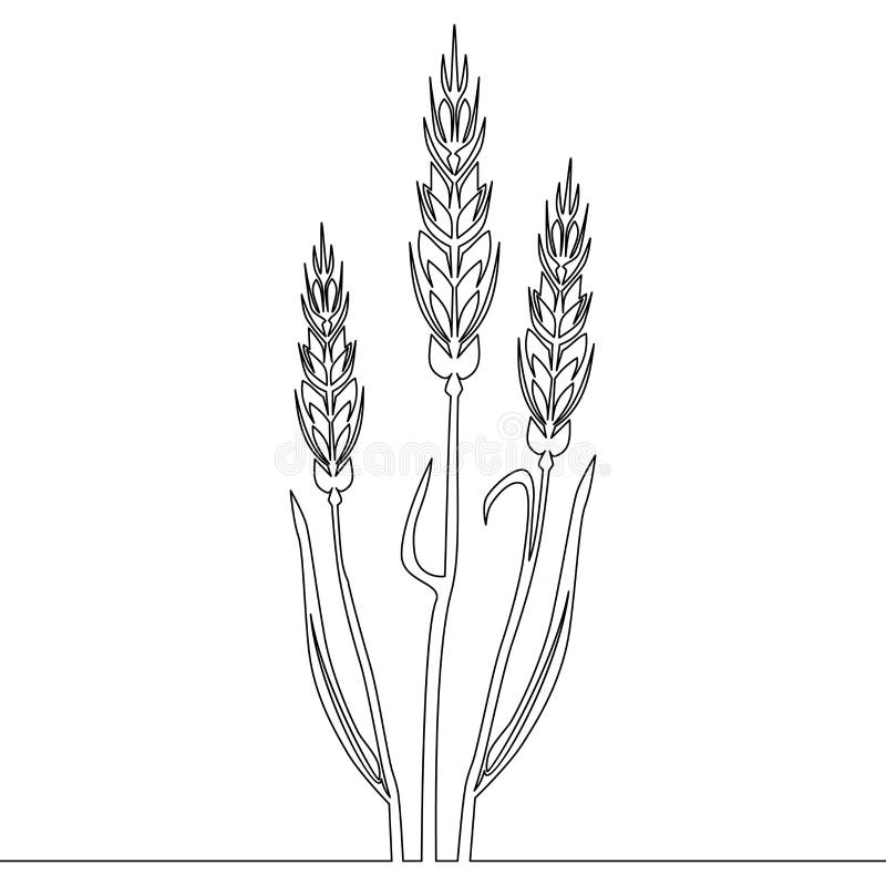 Continuous Line Drawing Ears of Wheat Concept Stock Vector ...