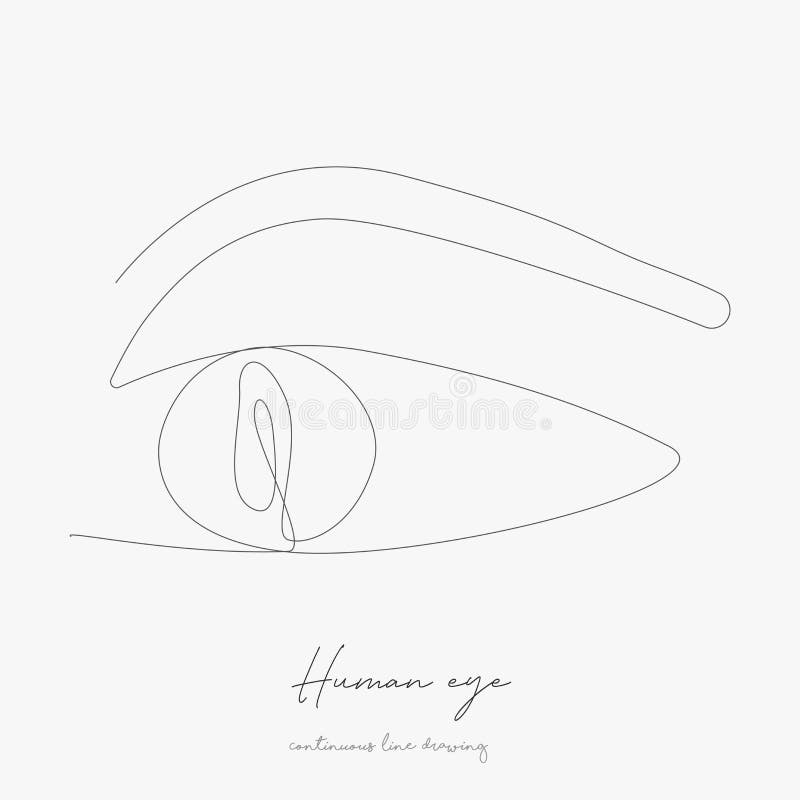 Continuous Line Drawing. Human Eye. Simple Vector Illustration. Human ...