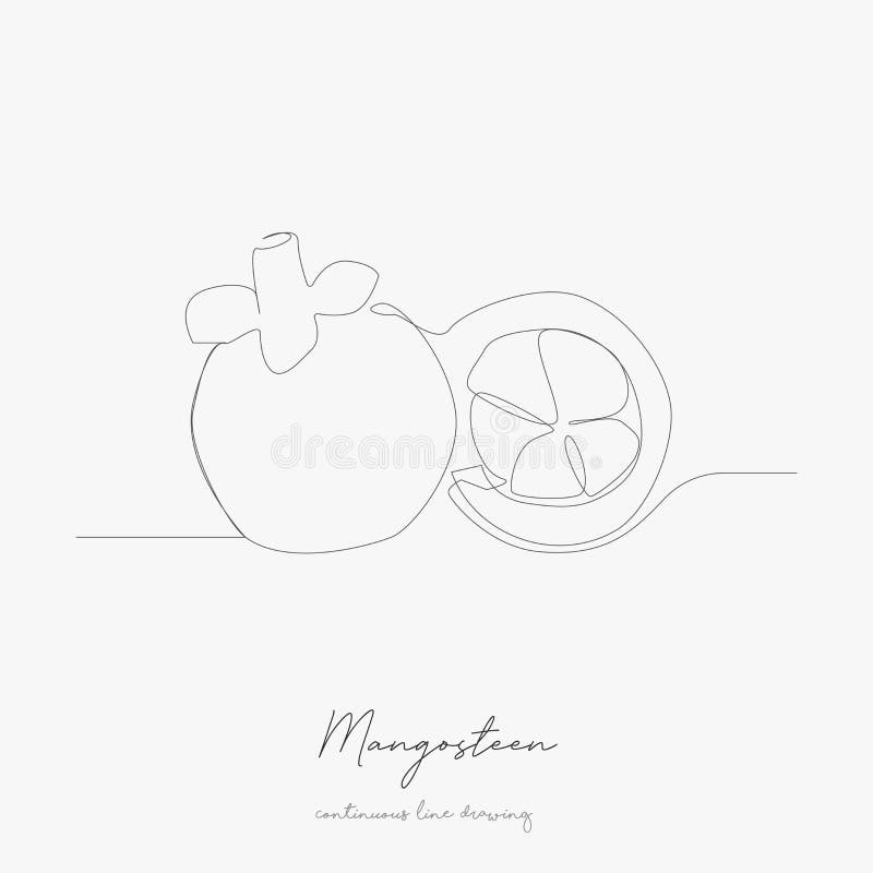 Continuous Line Drawing. Mangosteen. Simple Vector Illustration ...