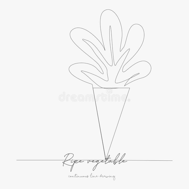Continuous Line Drawing. Ripe Vegetable. Simple Vector Illustration ...
