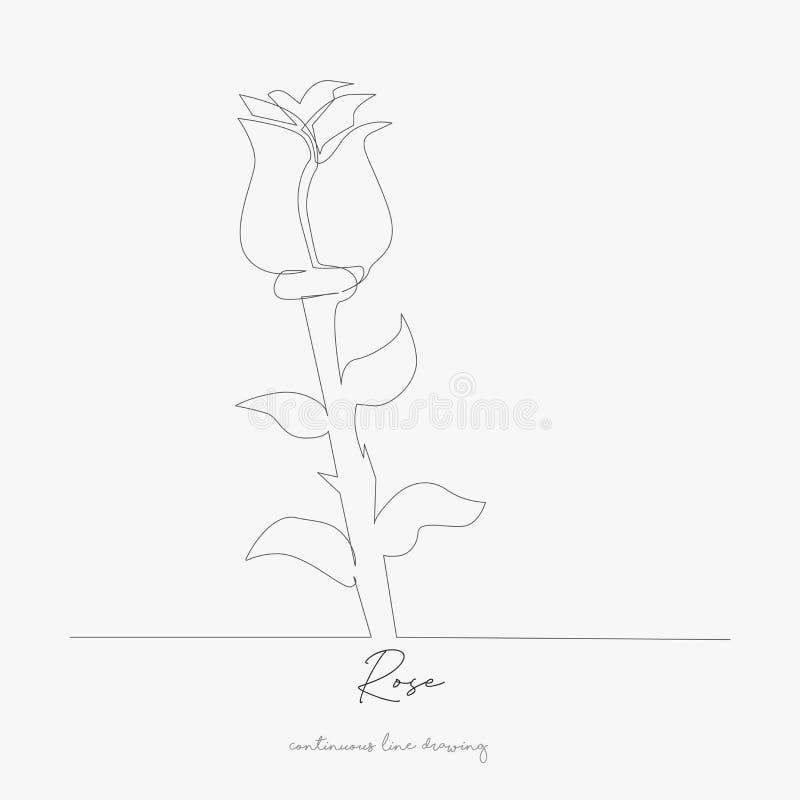 Continuous Line Drawing. Rose. Simple Vector Illustration. Rose Concept ...