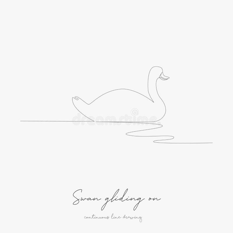 Continuous Line Drawing. Swan Gliding on Water. Simple Vector ...