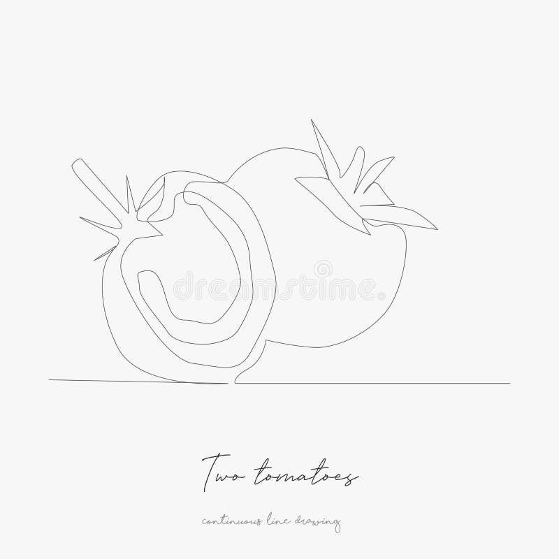Continuous Line Drawing. Two Tomatoes. Simple Vector Illustration. Two ...