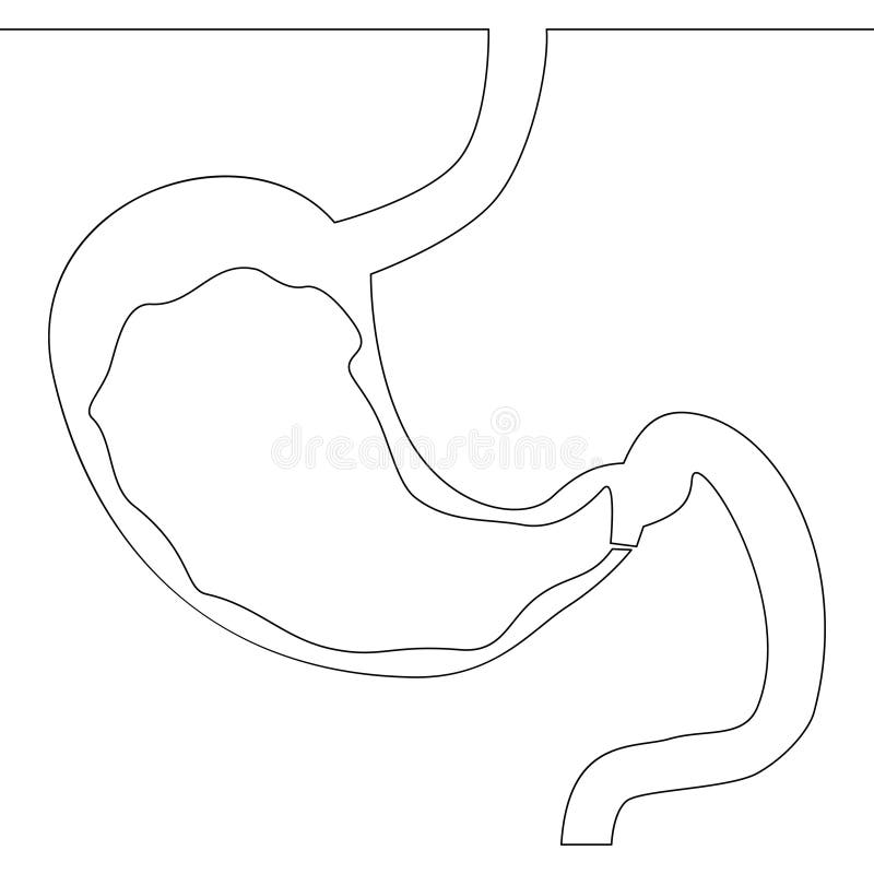 Continuous Line Drawing Visual Expression of the Stomach S Digestive ...