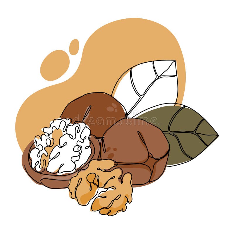 Walnut Line Drawing Stock Illustrations – 907 Walnut Line Drawing Stock ...