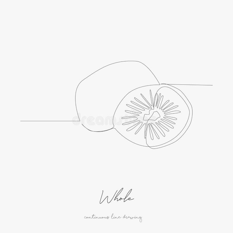 Continuous Line Drawing. Whole. Simple Vector Illustration. Whole ...