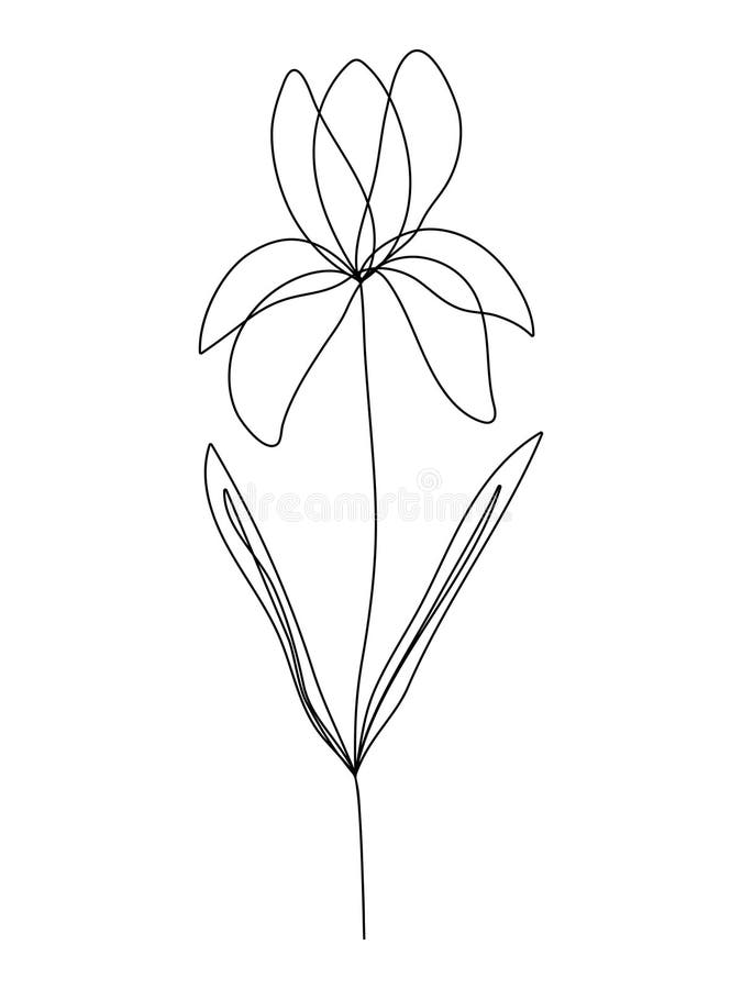 Continuous Line Violet Floral Drawing, Viola February Birthflower ...