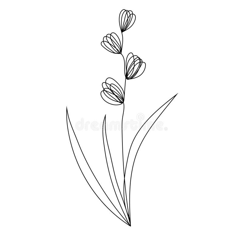 May Birth Flower Stock Illustrations – 597 May Birth Flower Stock ...