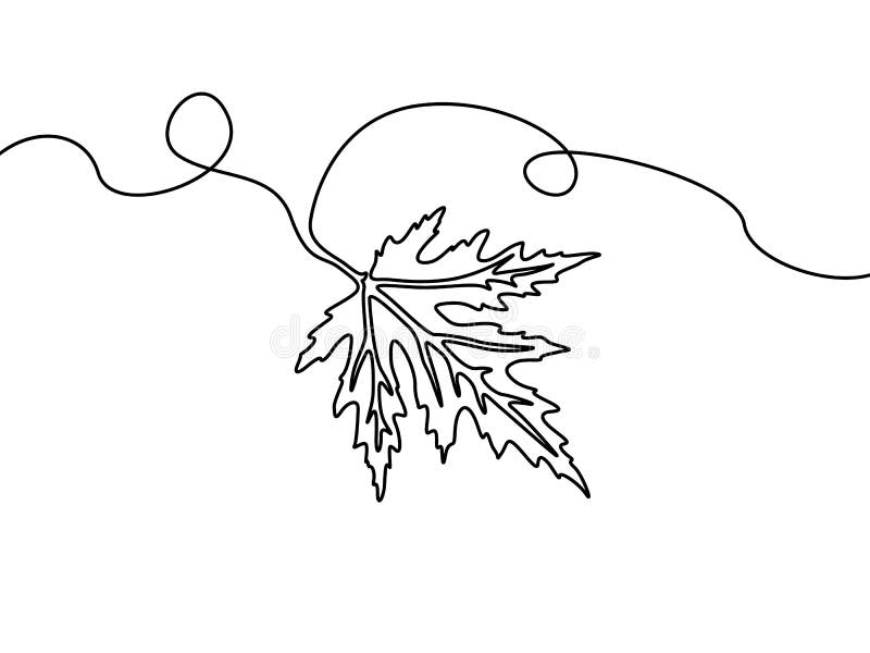Continuous Line Maple Leaf. Vector Illustration. Stock Vector ...