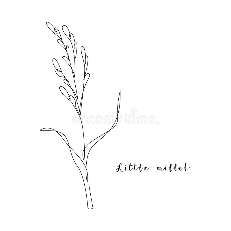 Continuous Line Millet, Grain Crop. Vector Line Art. Perfect for Logo ...