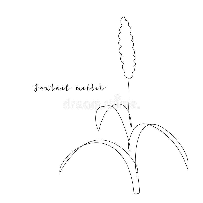 Continuous Line Millet, Grain Crop. Vector Line Art. Perfect for Logo ...