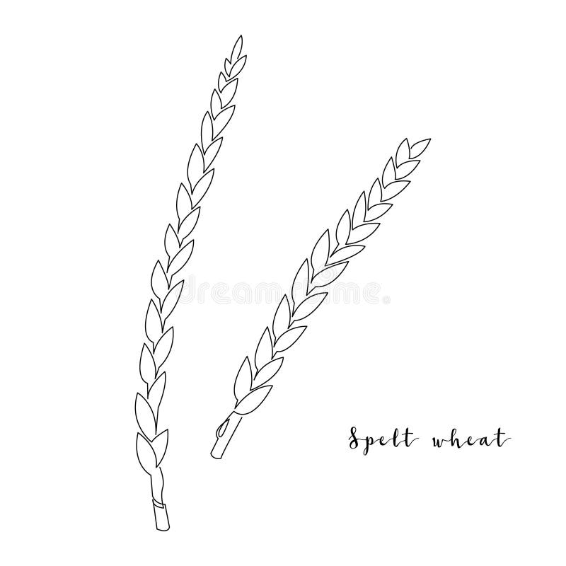 Continuous Line Teff, Grain Crop. Vector Line Art. Perfect for Logo ...
