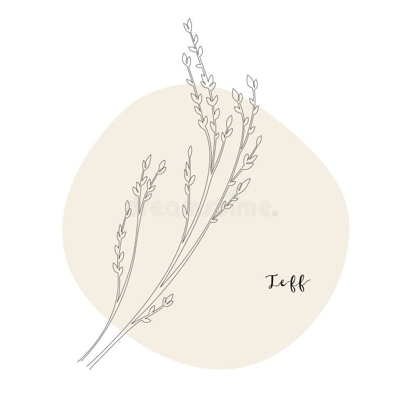 Grain Outline Stock Illustrations – 28,668 Grain Outline Stock ...