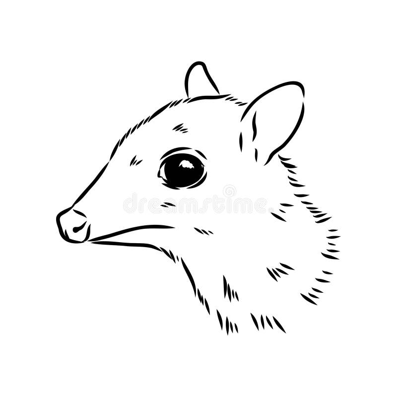 Continuous Lines Mouse Deer Logo Symbol Vector Icon Illustration ...