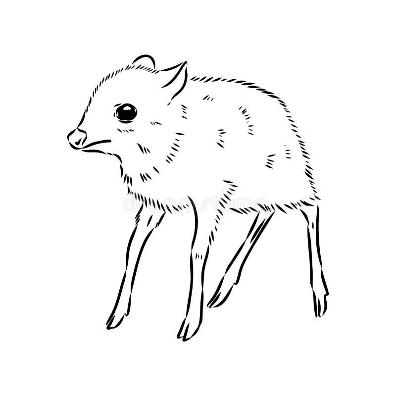 Continuous Lines Mouse Deer Logo Symbol Vector Icon Illustration ...