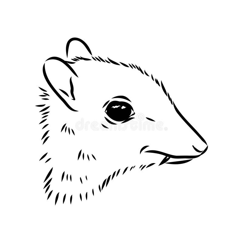 Continuous Lines Mouse Deer Logo Symbol Vector Icon Illustration ...