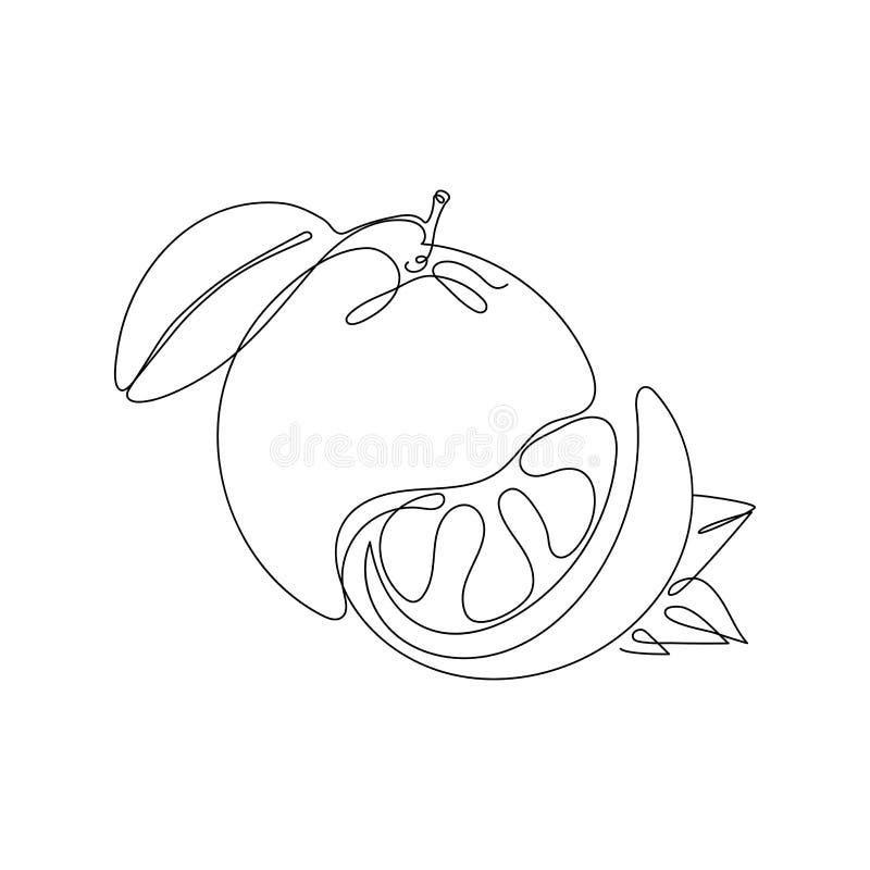 Continuous One Line Drawing. Orange or Citrus Fruit. Vector ...