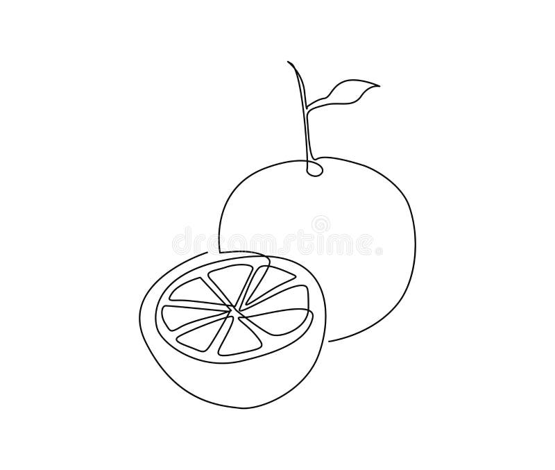 Continuous One Line Drawing of Orange Fruit. Orange Fruit Hand Drawn ...