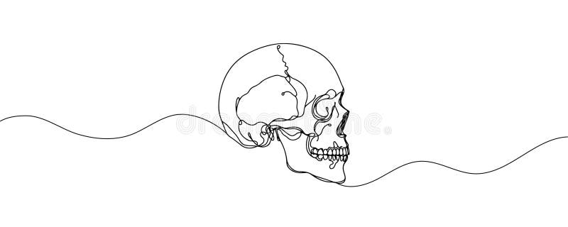 Continuous One Line Human Anatomical Skull, Vector Illustration. Stock ...