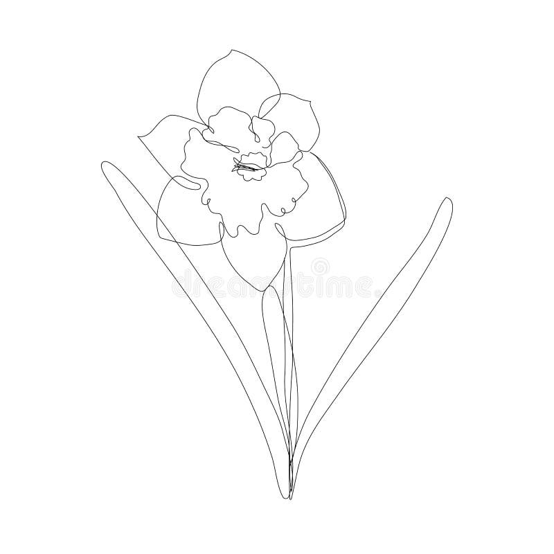 Continuous One Simple Single Abstract Line Drawing of Daffodil Flower ...