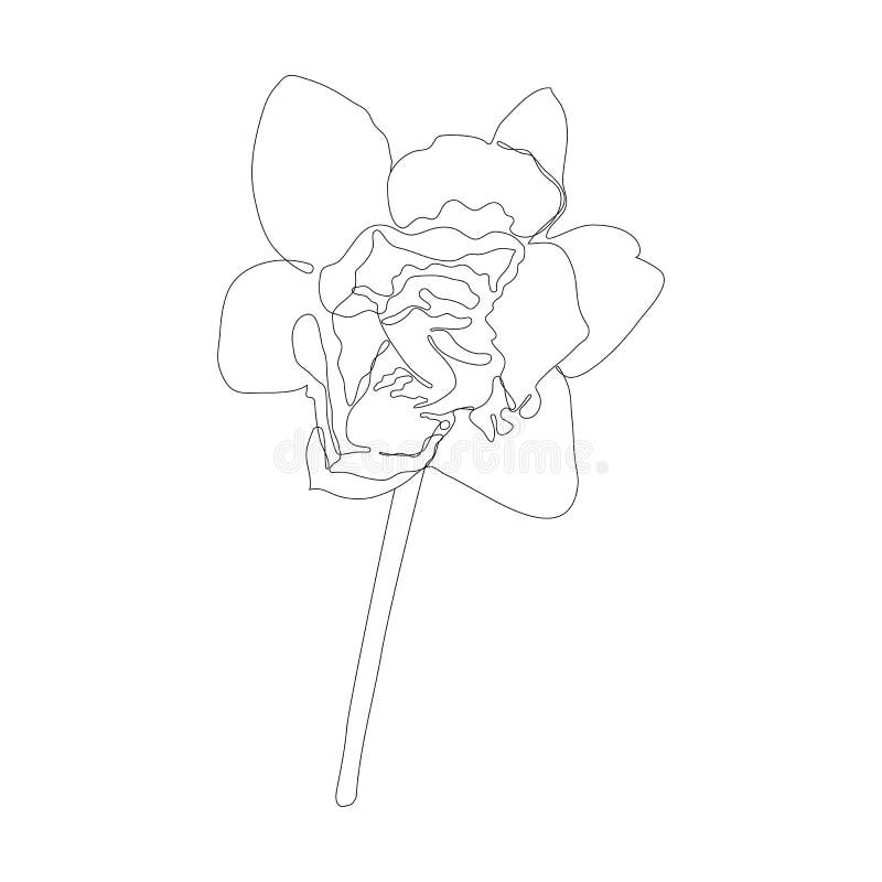Continuous One Simple Single Abstract Line Drawing of Daffodil Flower ...