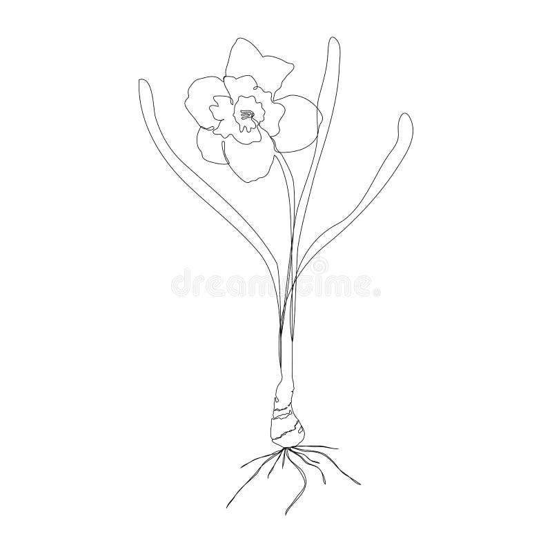 Continuous One Simple Single Abstract Line Drawing of Daffodil Flower ...