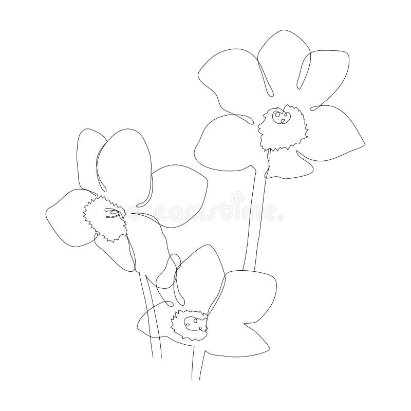 Continuous One Simple Single Abstract Line Drawing of Daffodil Flower ...