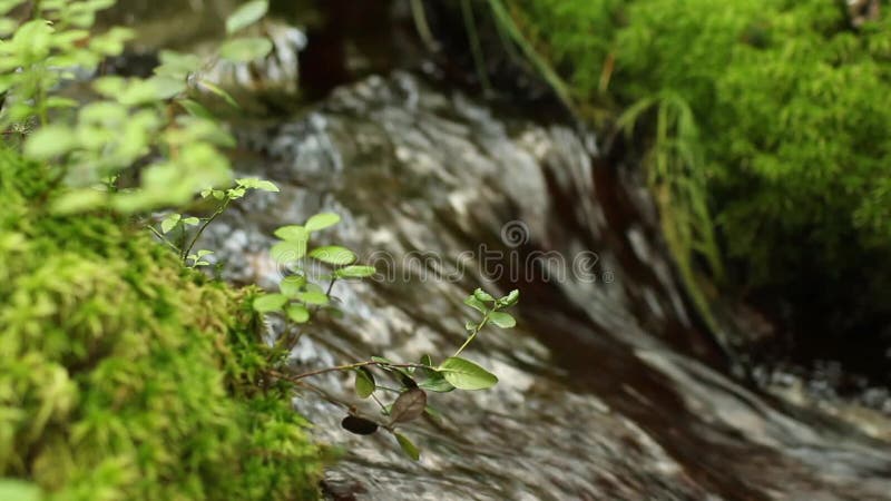 Continuous Stream of Crystal Clear Water of a Forest Stream Stock ...