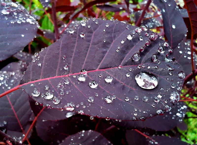 Continus Coggygria / Royal Purple / Smoke Tree 1 Stock Photo - Image of ...