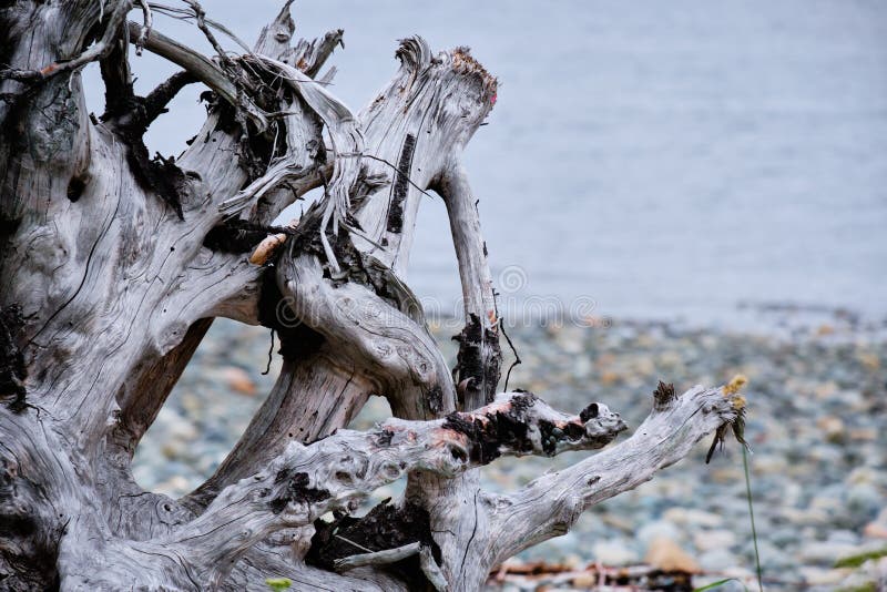 Contorted Driftwood. Oyster River Nature Park, Campbell River, BC Stock ...