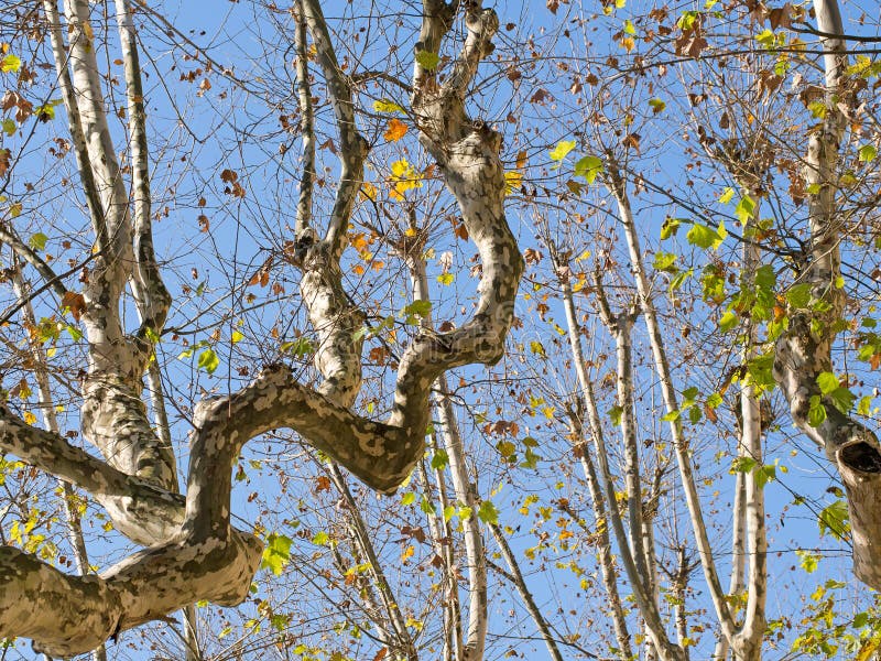 Contorted Tree Branches, Plane Trees, Against Sun. Stock Photo - Image ...