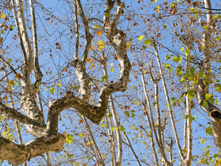 Contorted Tree Branches, Plane Trees, Against Sun. Stock Photo - Image ...