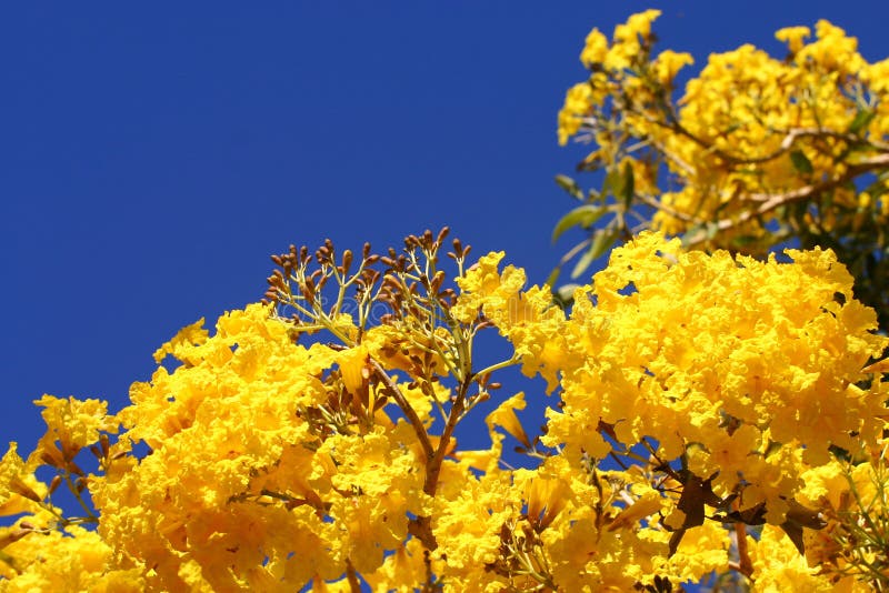 Contorted Willow flowers stock photo. Image of twisted - 2493054