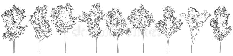 Set of Contour Trees with Roots. Beautiful Fir, Pine, Deciduous Trees ...
