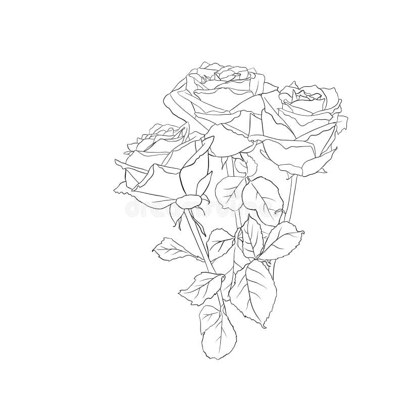 Roses Contour Drawing Stock Illustrations – 4,439 Roses Contour Drawing ...