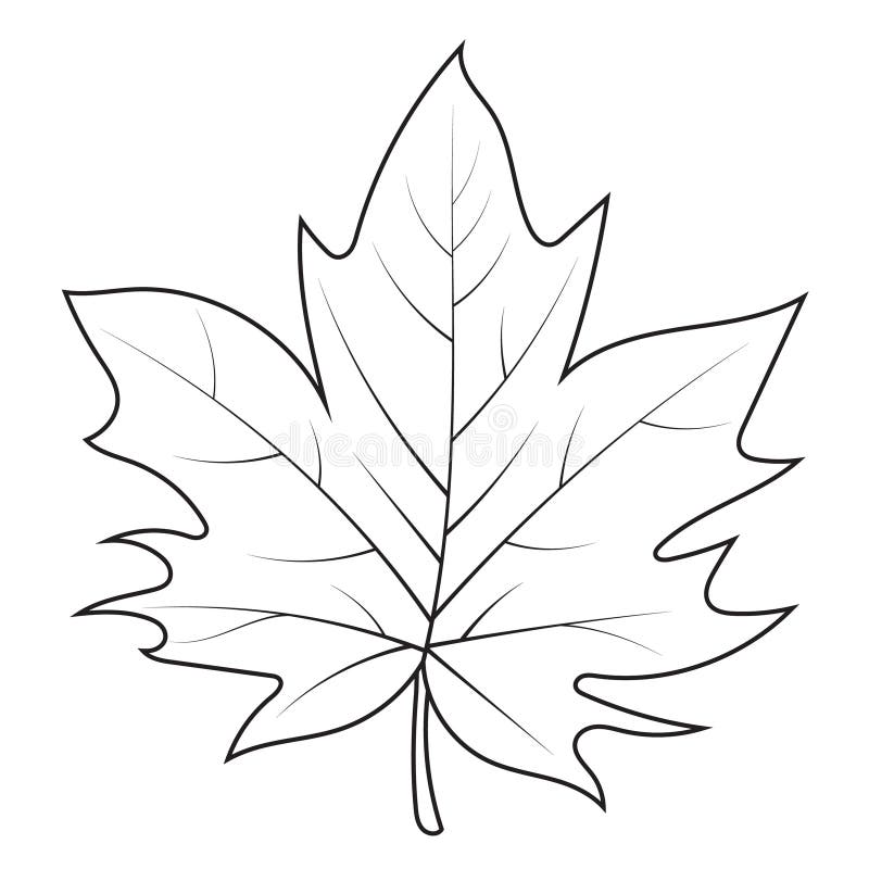 Contour Drawing of a Maple Leaf. Autumn Leaf Stock Vector ...