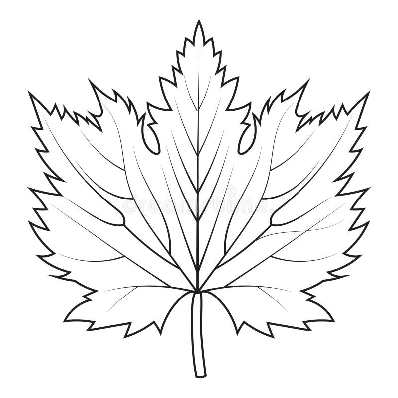 Contour Drawing of a Maple Leaf. Autumn Leaf Stock Vector ...