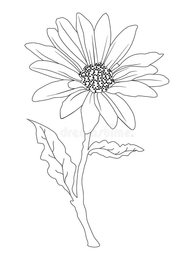 1 Contour Flower stock vector. Illustration of greeting - 130929751